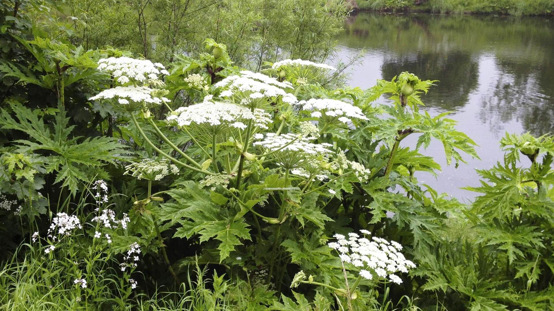 Invasive Non Native Plants SDR Conservation Pest And Weed Control invasive-non-native-plants-sdr-conservation-pest-and-weed-control